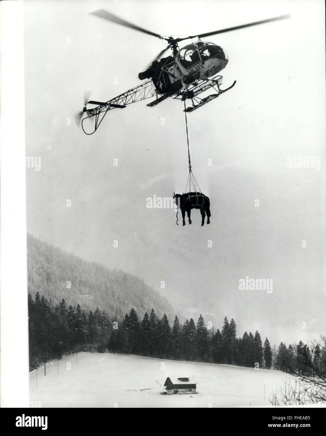 1966 - Cattle rescue by Helicopter: Here are some unusual pictures of a ...
