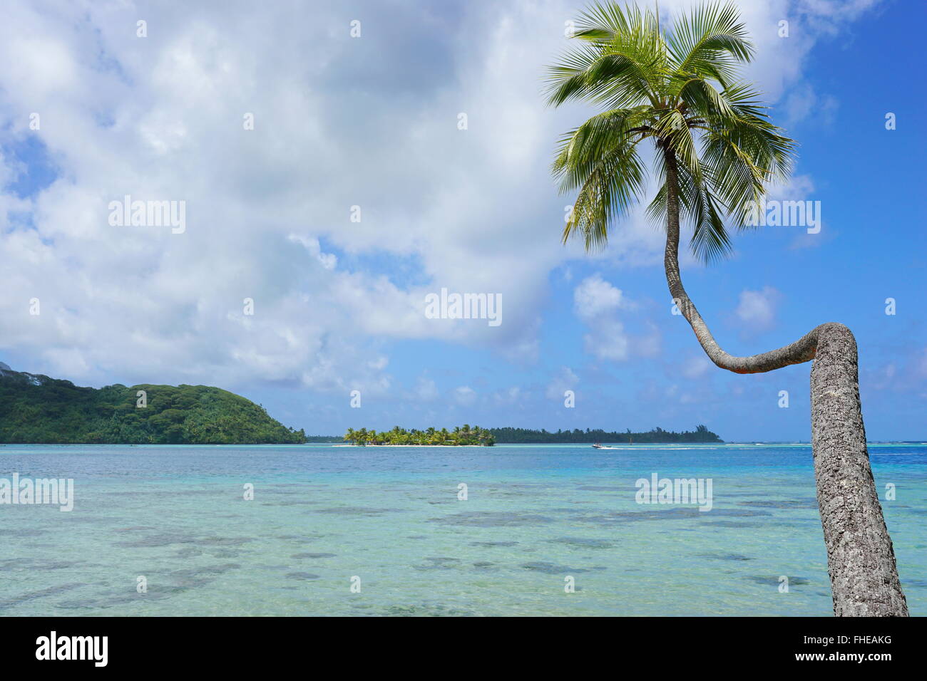 A coconut tree leaning over the lagoon with an islet in background ...