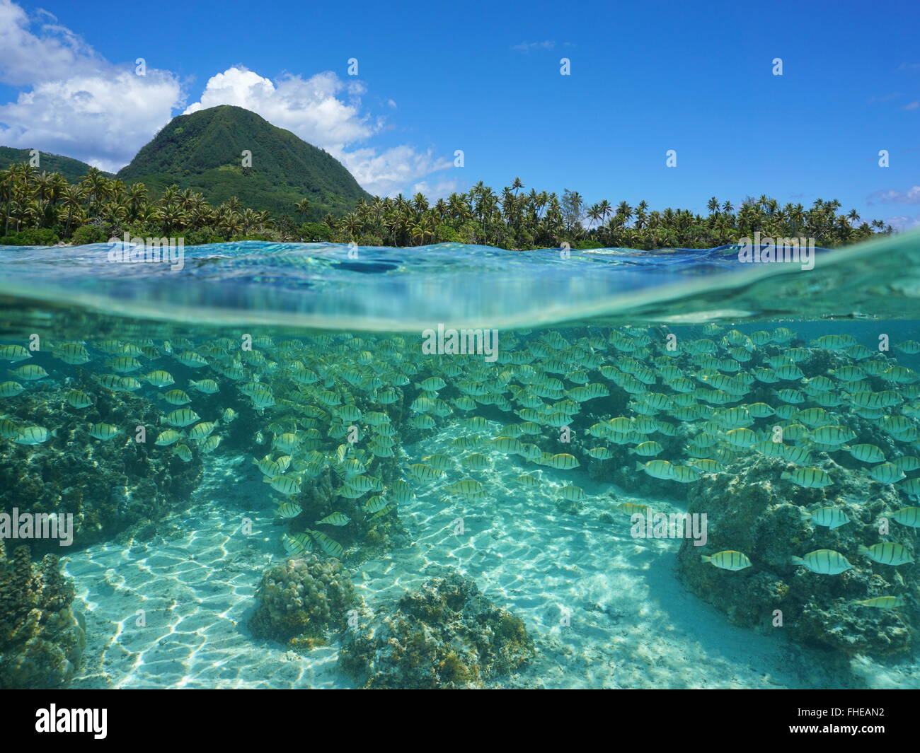 Split view above and below water surface near tropical shore with ...
