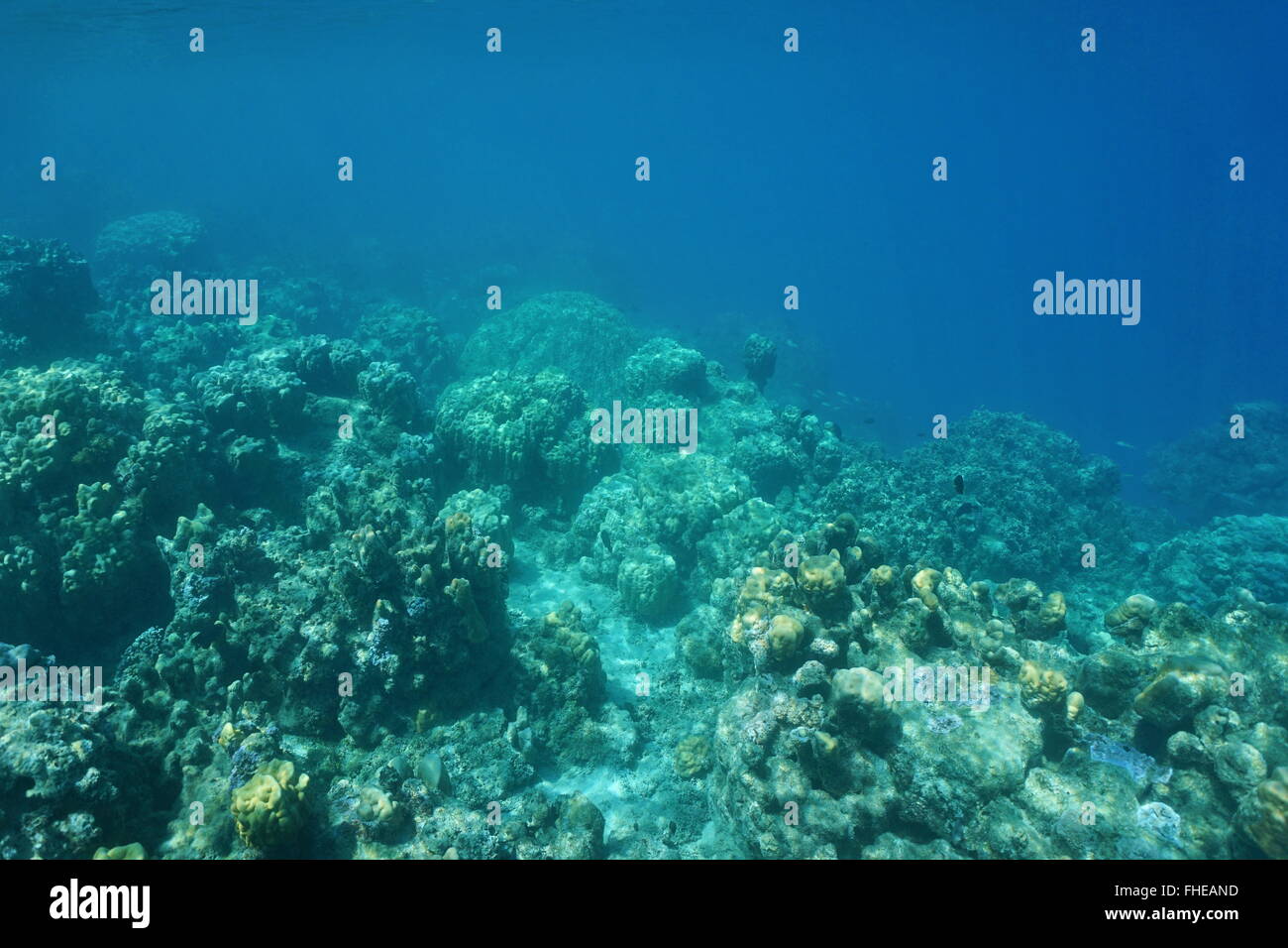 Underwater landscape, edge of coral reef down to the abyss, Pacific ...