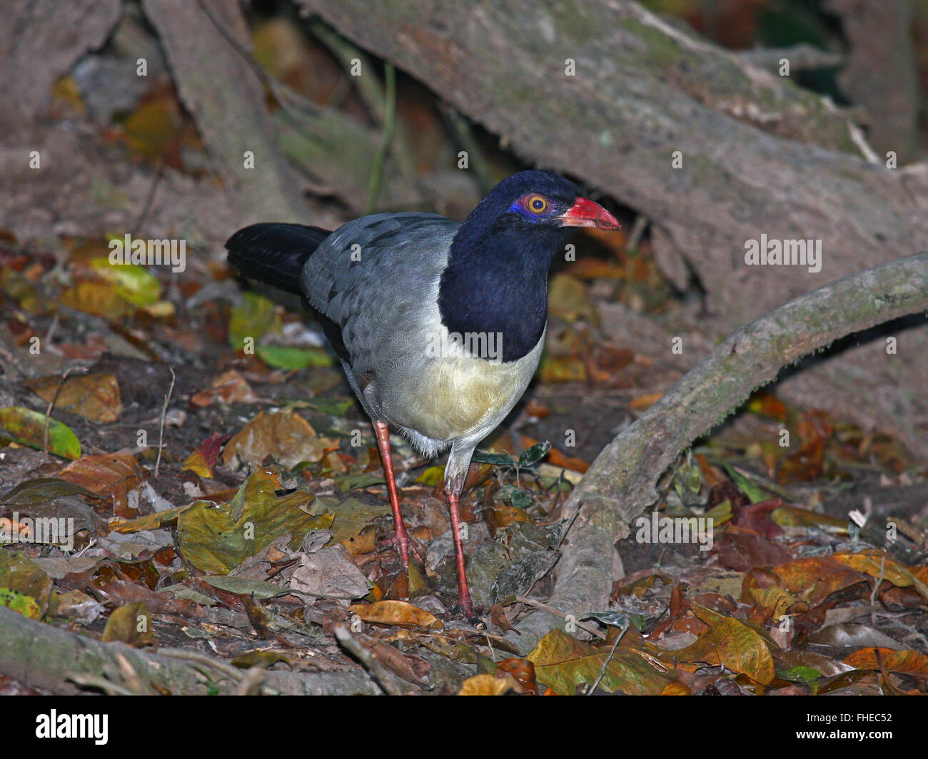 Red billed ground cuckoo hi-res stock photography and images - Alamy