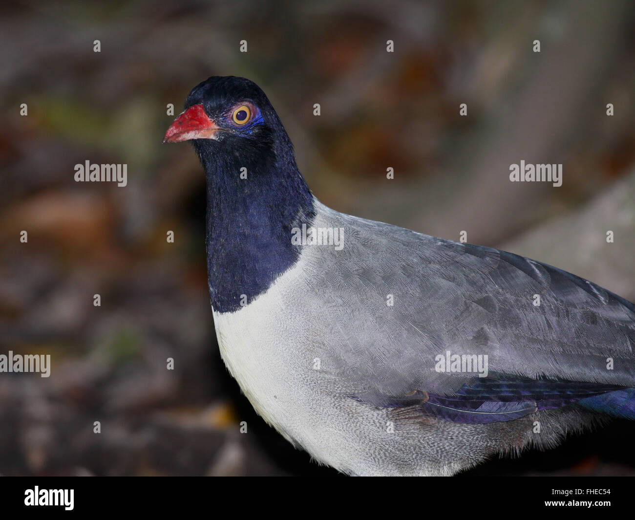 Red billed ground cuckoo hi-res stock photography and images - Alamy
