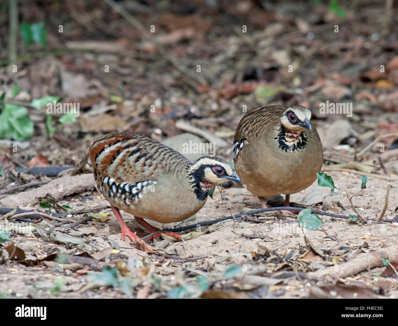 Bar-backed Partridges (Arborophila brunneopectus) foraging on the ...