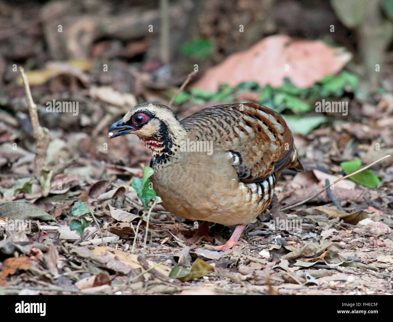A Bar-backed Partridge (Arborophila brunneopectus) foraging on the ...
