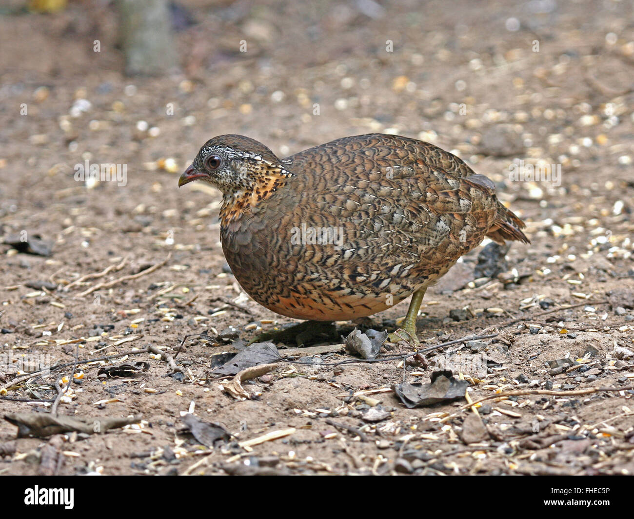 A Scaly-breasted Partridge (Arborophila chloropus) on the forest floor ...