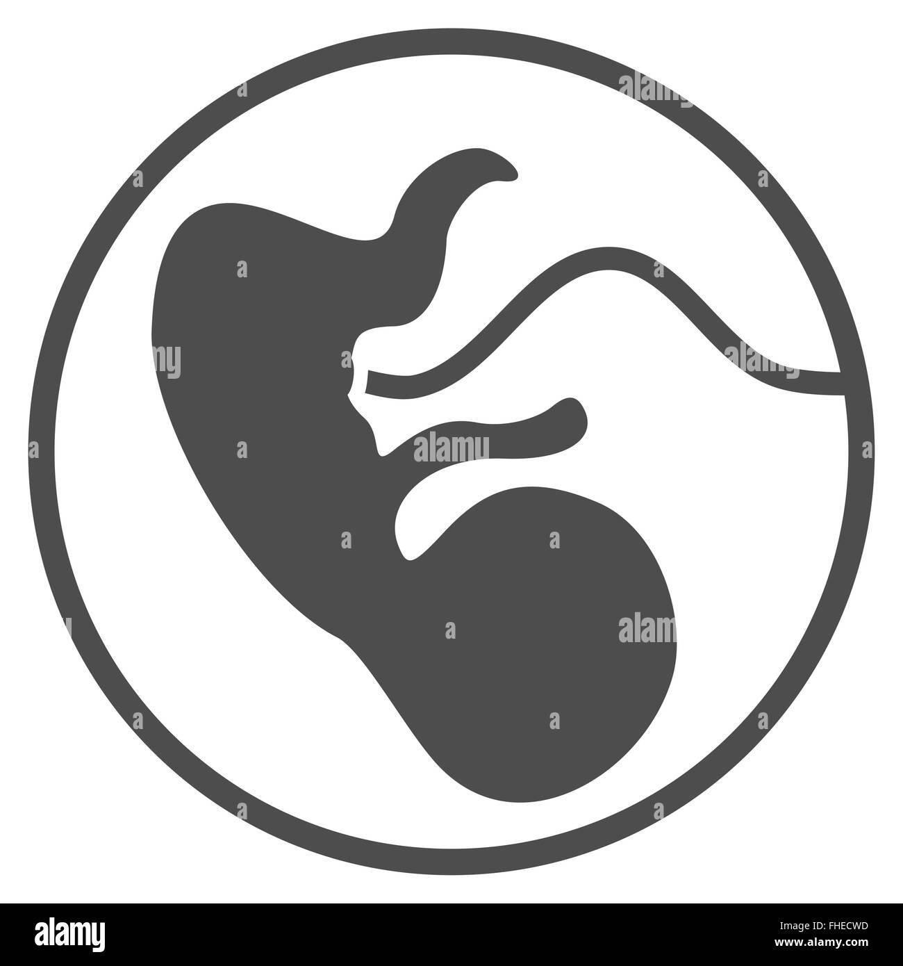 Foetus placenta Cut Out Stock Images & Pictures - Alamy