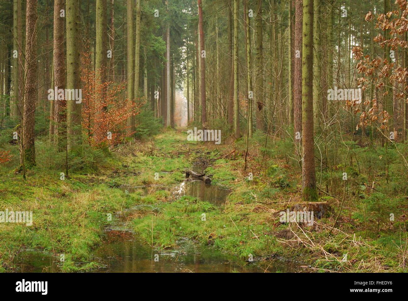 Path made by fallen trees Stock Photo - Alamy