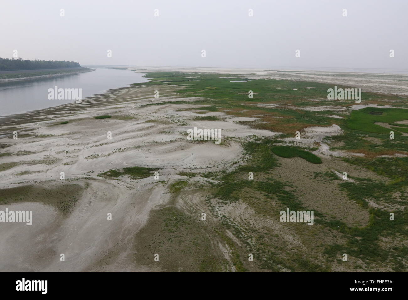 Jamun plant tree hi-res stock photography and images - Alamy