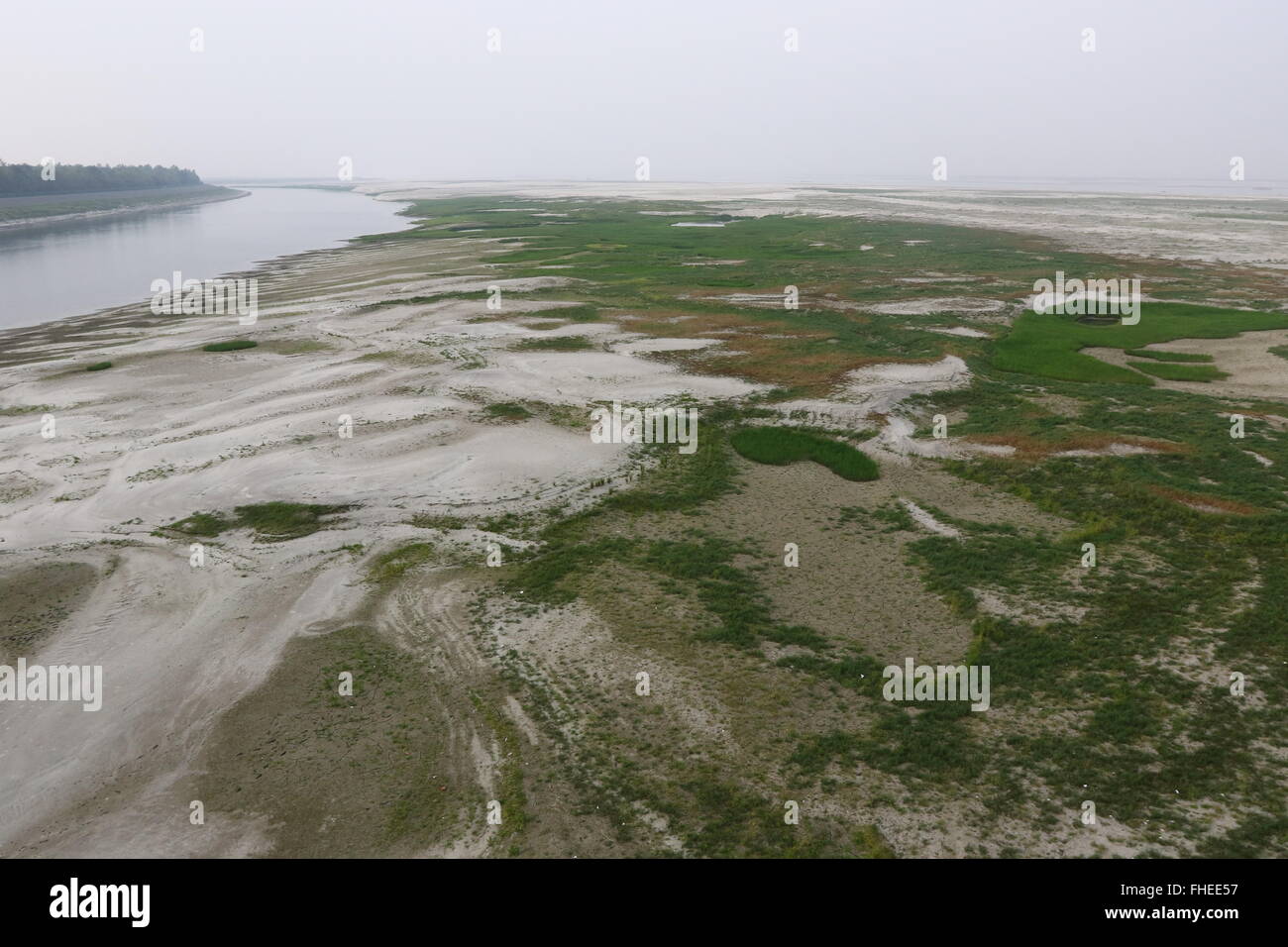 Jamun plant tree hi-res stock photography and images - Alamy