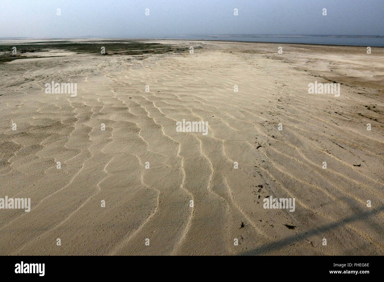 Jamun plant tree hi-res stock photography and images - Alamy