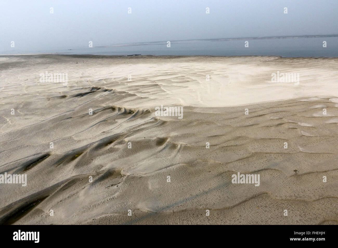 Jamun plant tree hi-res stock photography and images - Alamy