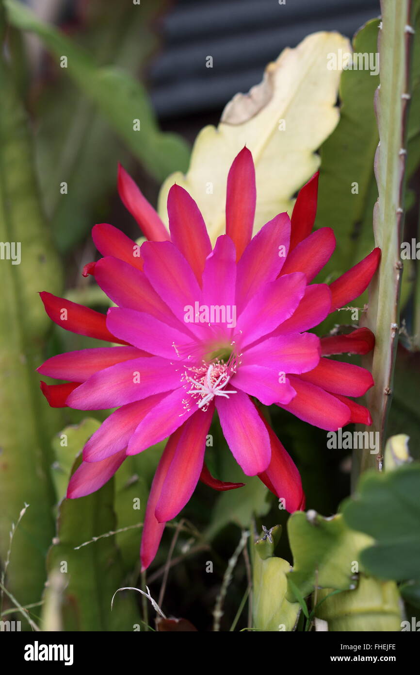Bright pink or red Epiphyllum or known as Orchid cactus Stock Photo - Alamy