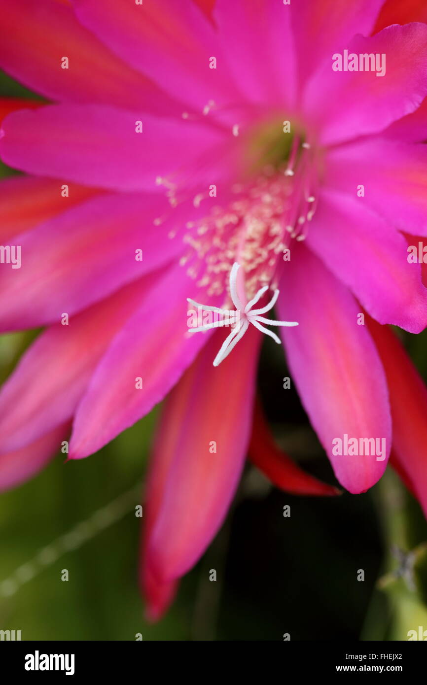 Hot pink cactus flower hi-res stock photography and images - Alamy