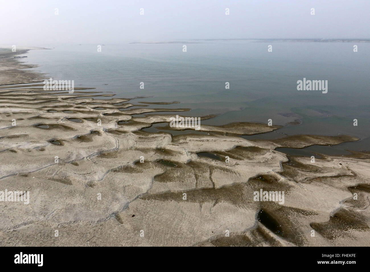 Jamun plant tree hi-res stock photography and images - Alamy
