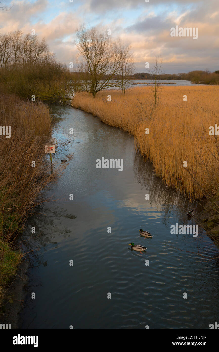 Kings Mill Reservior in Mansfield Nottinghamshire Stock Photo - Alamy