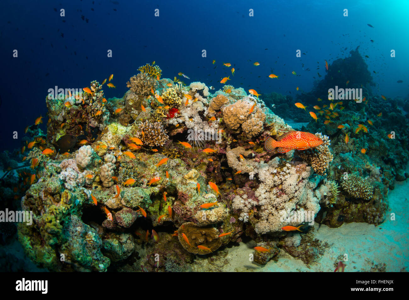 The reefs of the Red Sea Stock Photo - Alamy