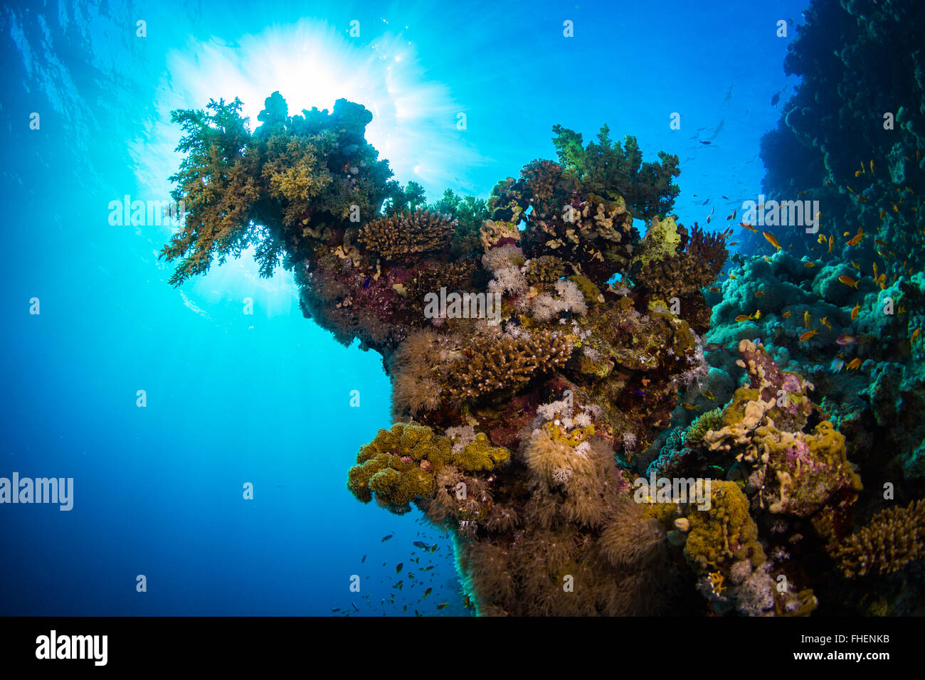 The reefs of the Red Sea Stock Photo - Alamy