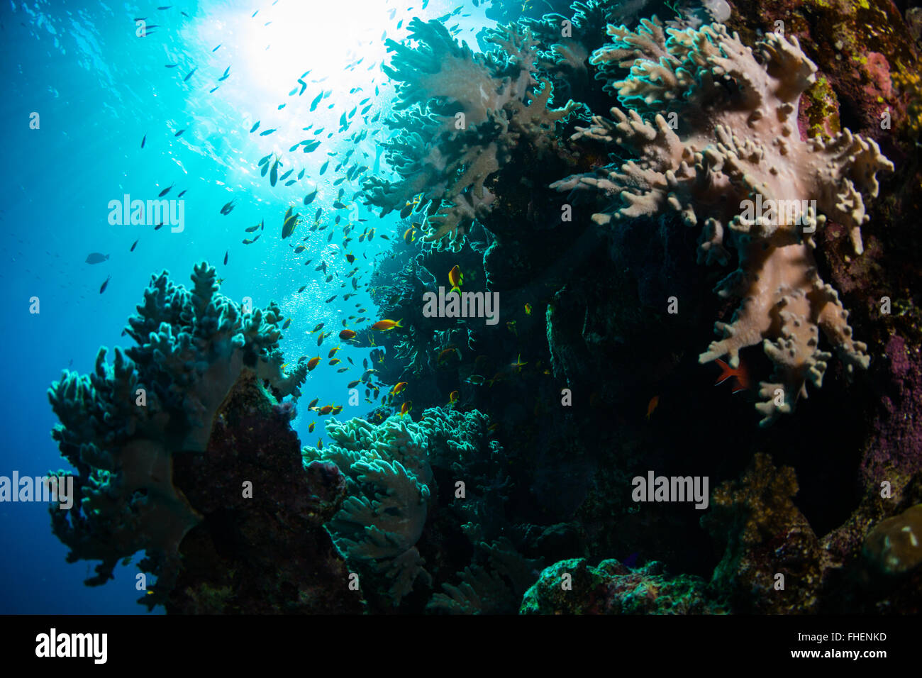 The reefs of the Red Sea Stock Photo - Alamy