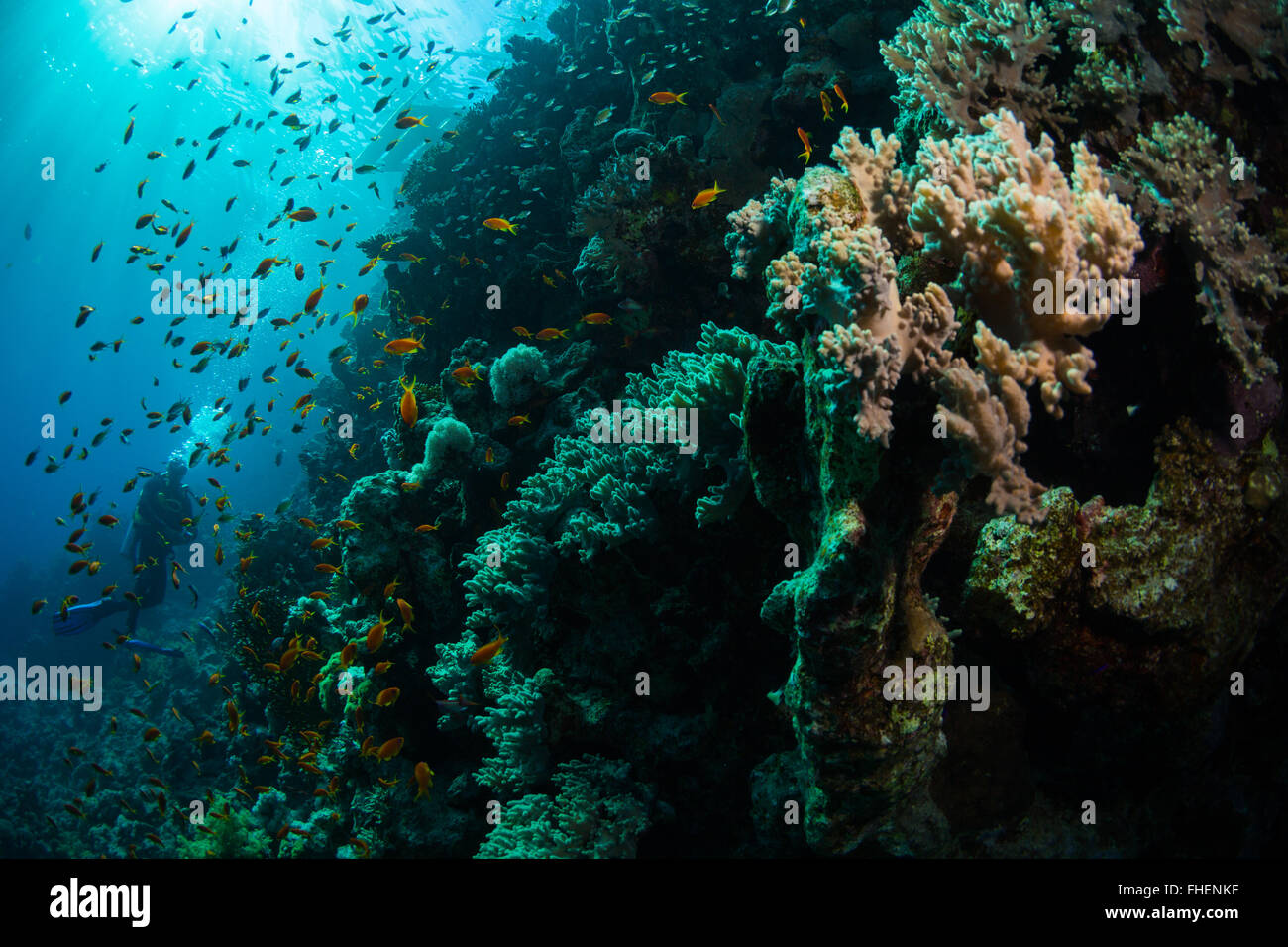 The reefs of the Red Sea Stock Photo - Alamy