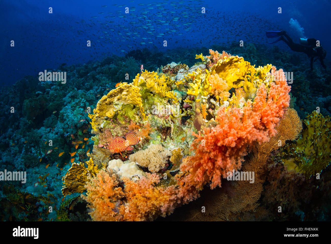 The reefs of the Red Sea Stock Photo - Alamy