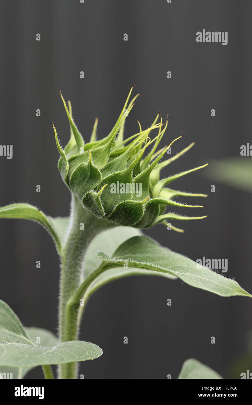 Close up shot of Sunflower bud Stock Photo - Alamy