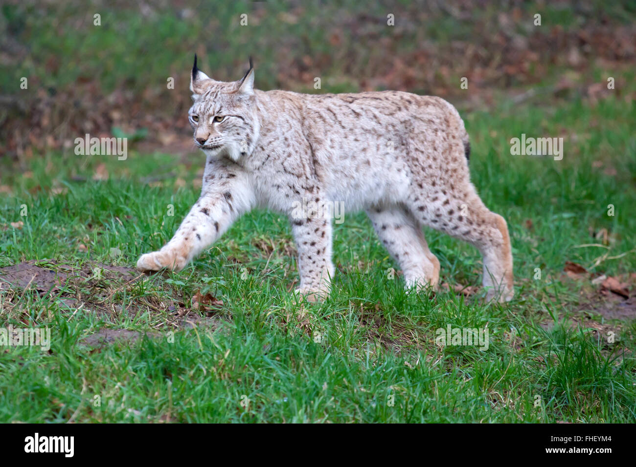 A single European Lynx running through a field Stock Photo - Alamy