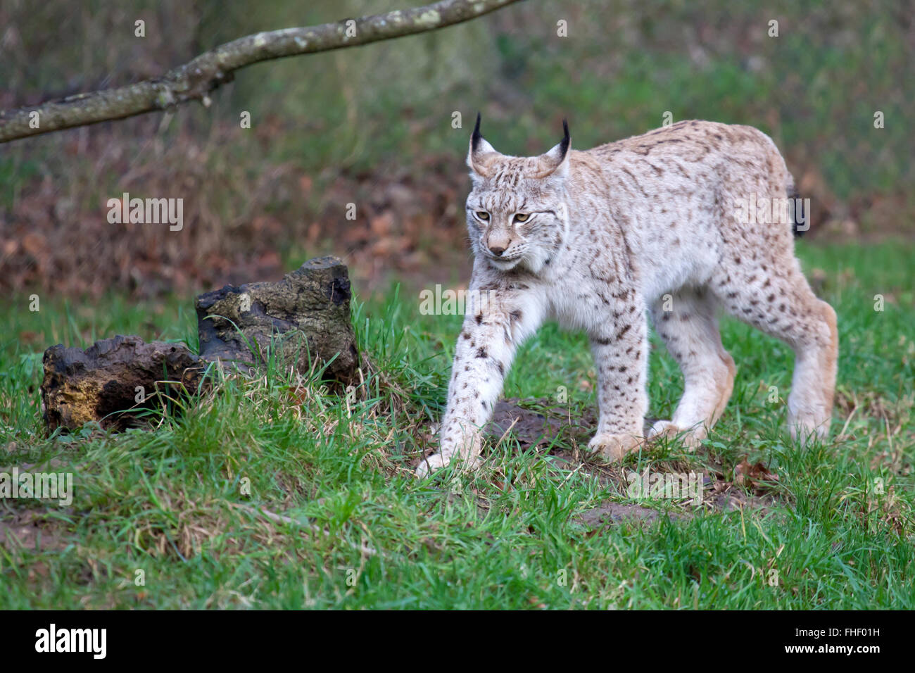 A single European Lynx walking in a clearing Stock Photo - Alamy