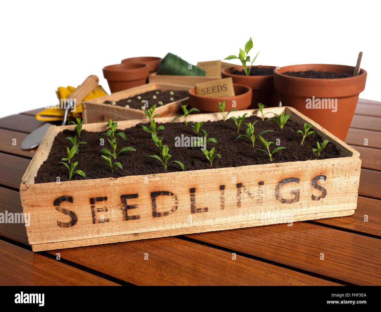 Seedling tray on a garden table top Stock Photo - Alamy