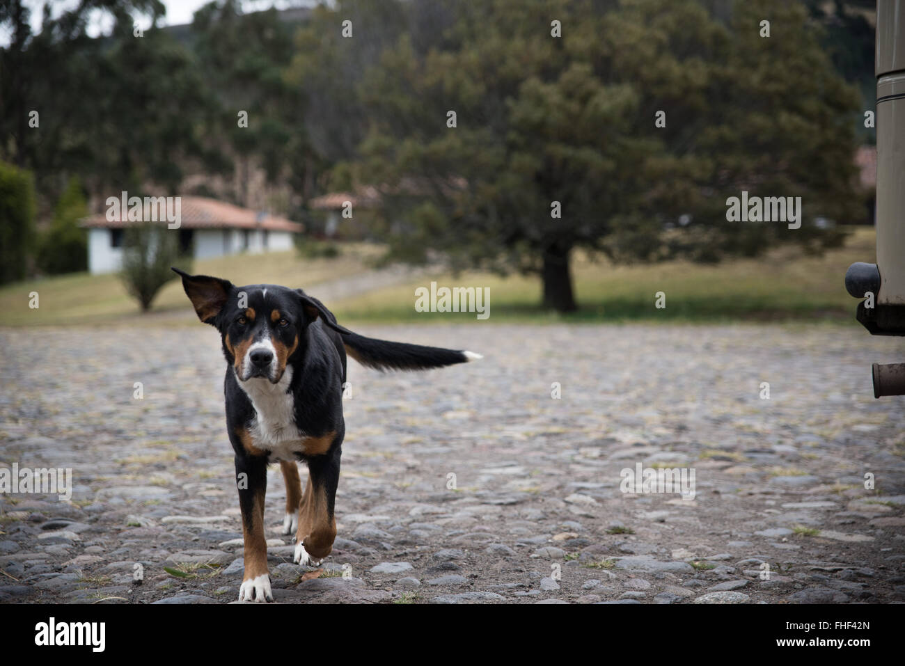 Rottweilers hi-res stock photography and images - Alamy