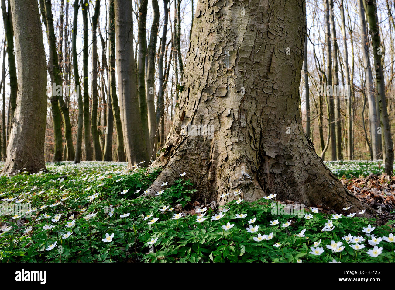 Sycamore maple (Acer pseudoplatanus), beeches (Fagus sylvatica ...