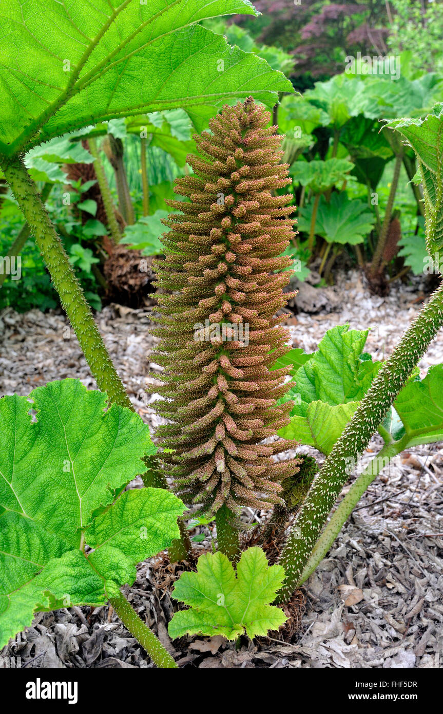 Brazilian giant-rhubarb (Gunnera manicata), inflorescence, North Rhine ...