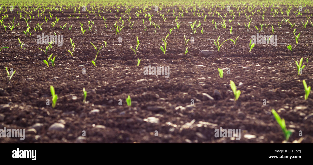 Wheat soil hi-res stock photography and images - Alamy