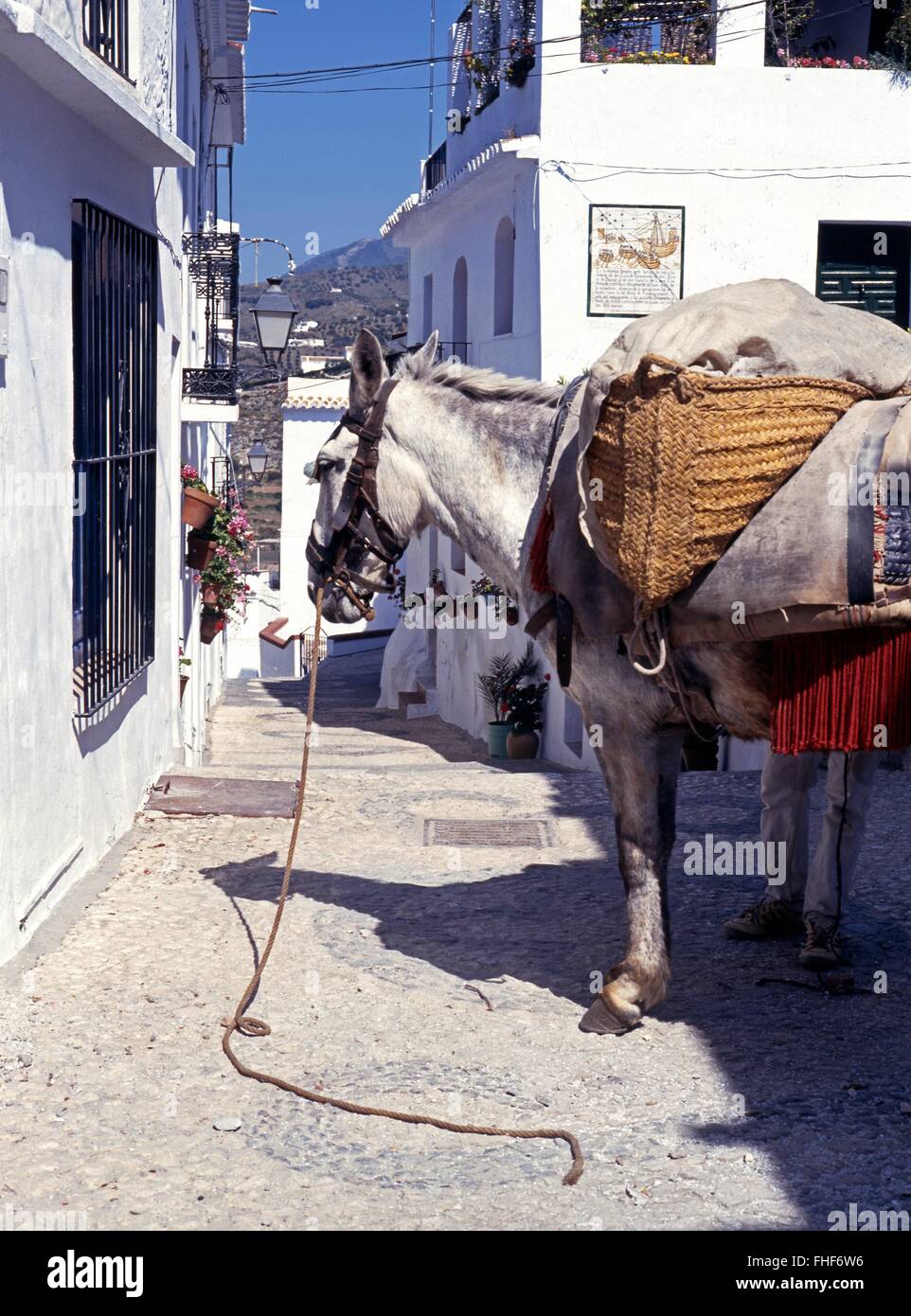 Spanish town donkey hi-res stock photography and images - Alamy