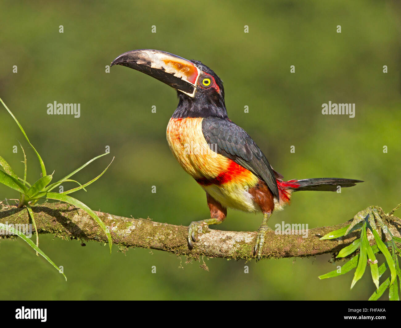 Collared aracari hi-res stock photography and images - Alamy