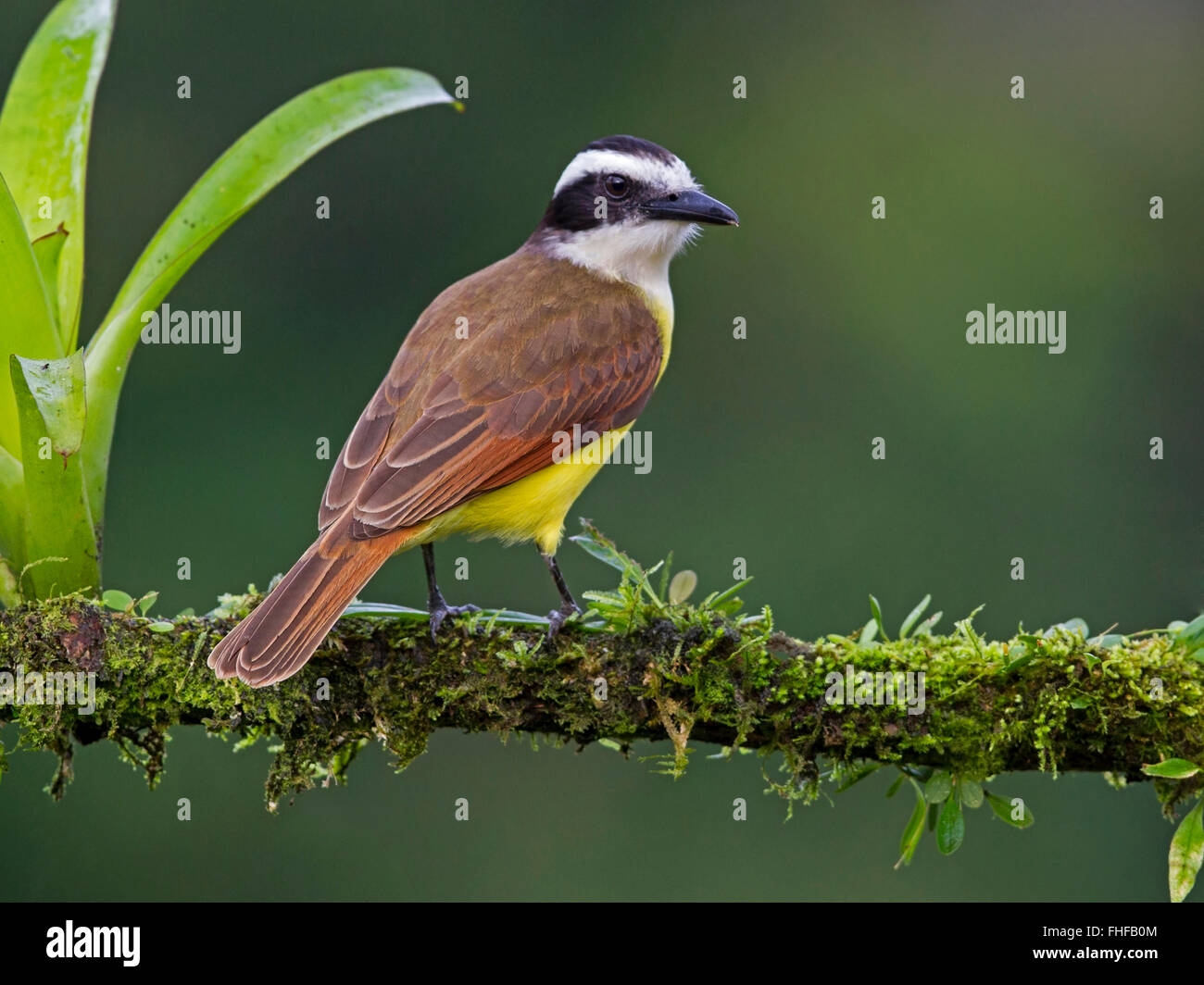 Kiskadee hi-res stock photography and images - Alamy
