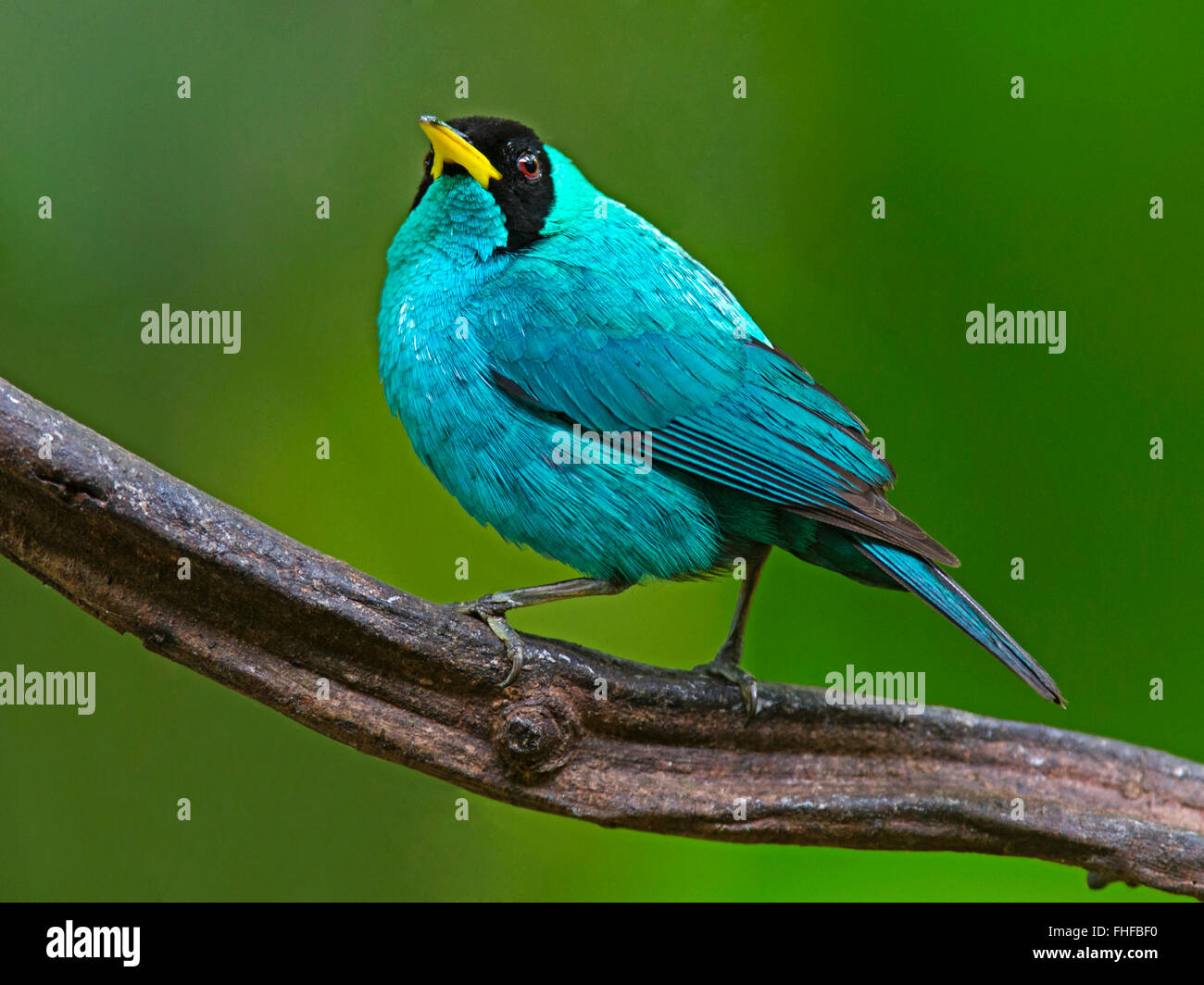Honeycreeper hi-res stock photography and images - Alamy