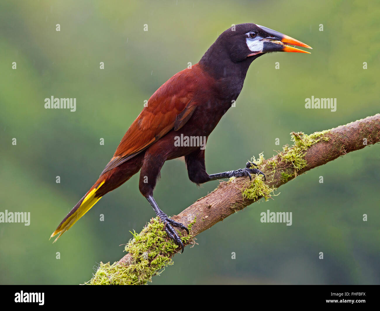 Montezuma oropendola hi-res stock photography and images - Alamy