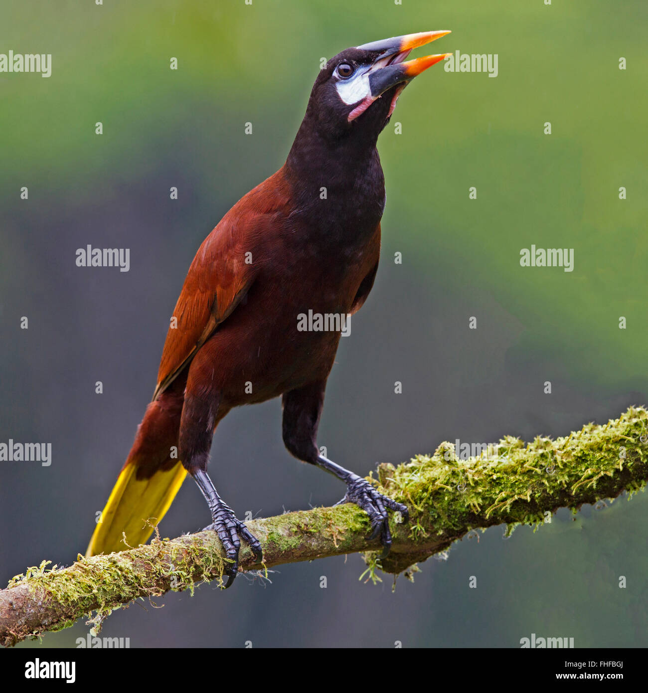 Montezuma oropendola hi-res stock photography and images - Alamy