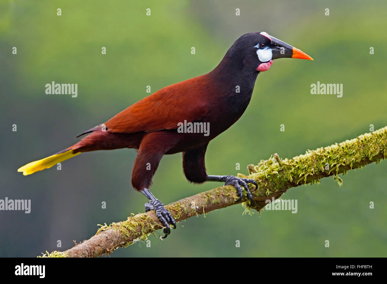Montezuma oropendola hi-res stock photography and images - Alamy
