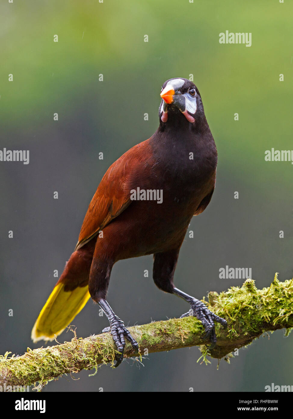 Montezuma oropendola hi-res stock photography and images - Alamy