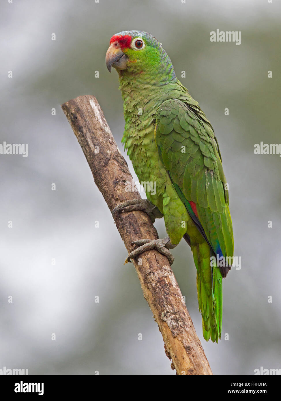 Parrot perched hi-res stock photography and images - Alamy