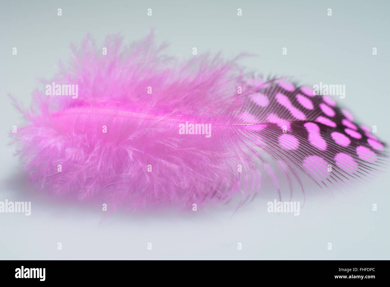 Purple Single Guinea Plumage Feather Stock Photo - Alamy