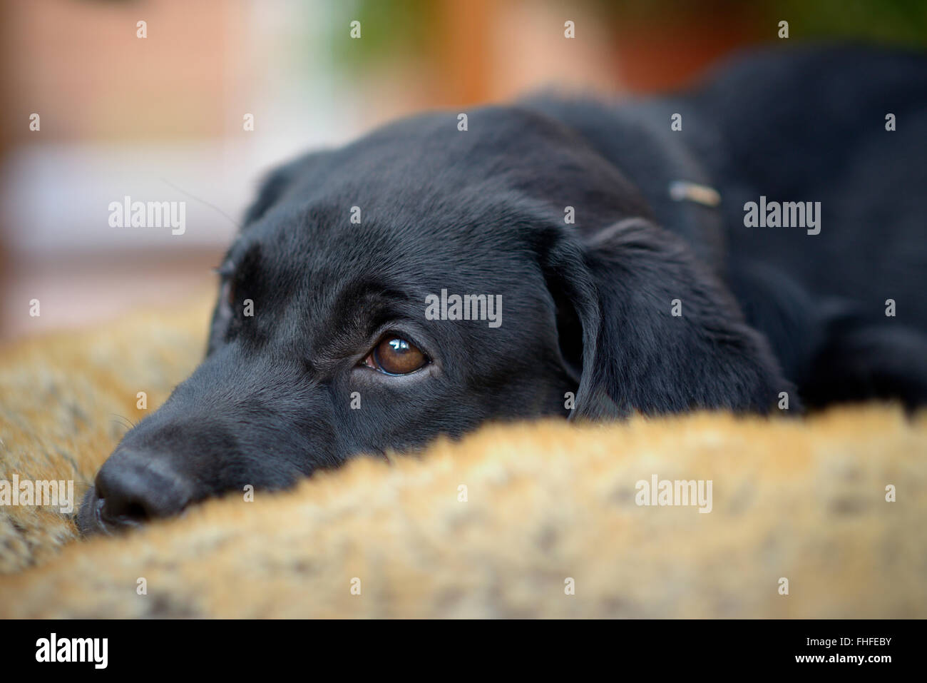 Portrait of black Labrador puppy Stock Photo - Alamy