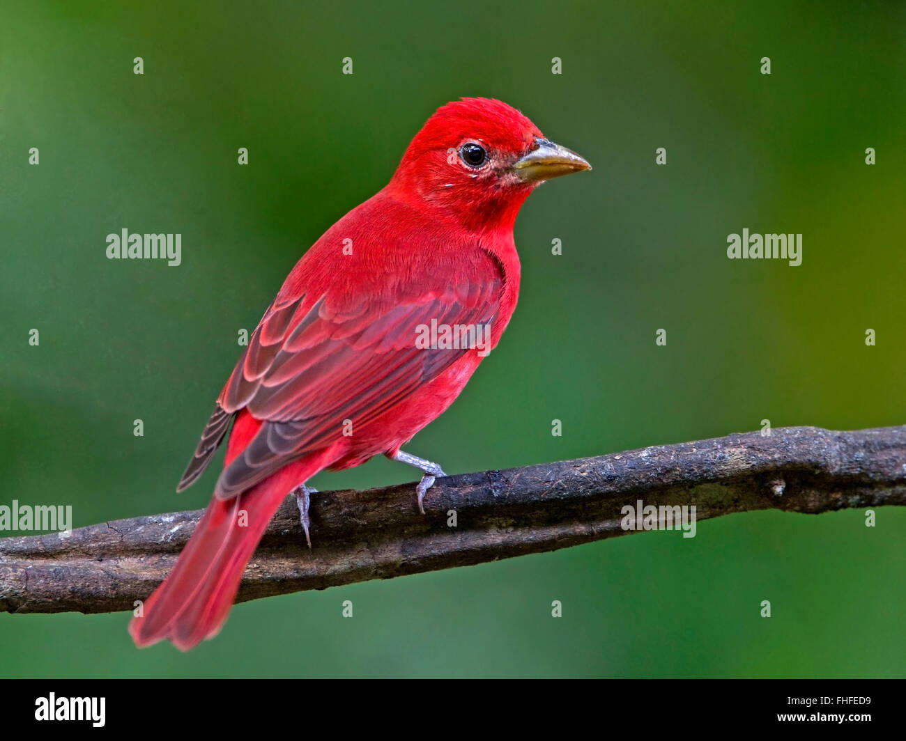 Summer tanager hi-res stock photography and images - Alamy