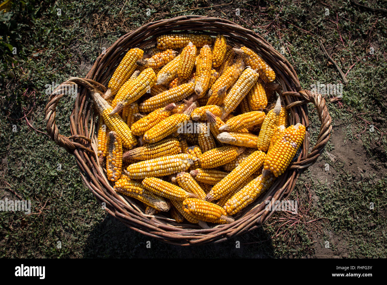 Basket full of corn cobs in the farm Stock Photo - Alamy