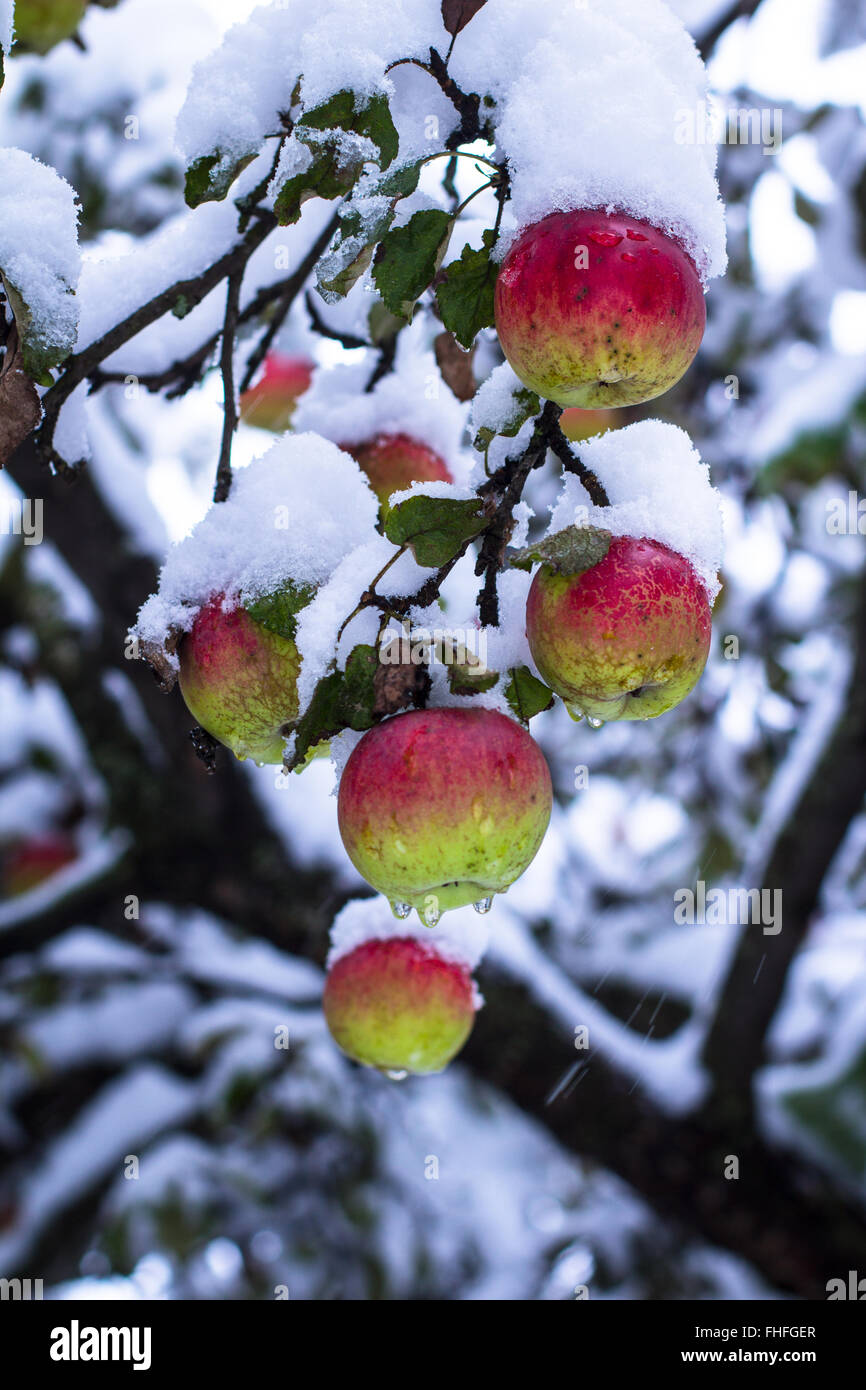 Covered fruit snow trees hi-res stock photography and images - Alamy