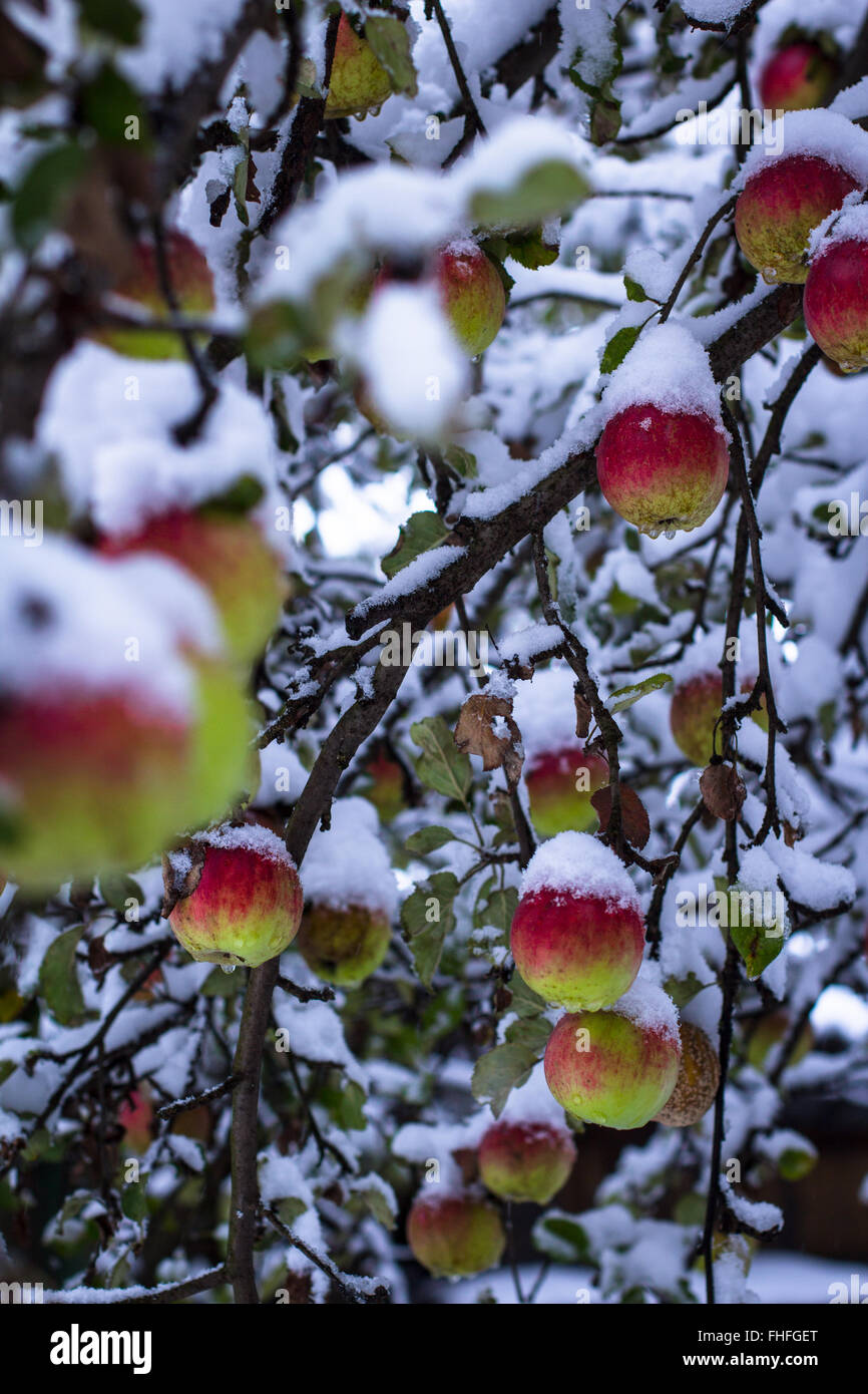 Covered fruit snow trees hi-res stock photography and images - Alamy
