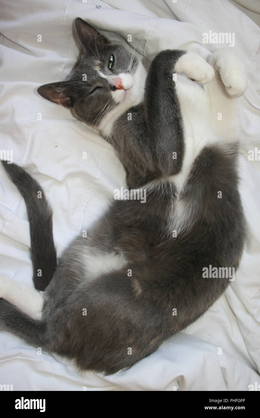 Cat habits hi-res stock photography and images - Alamy