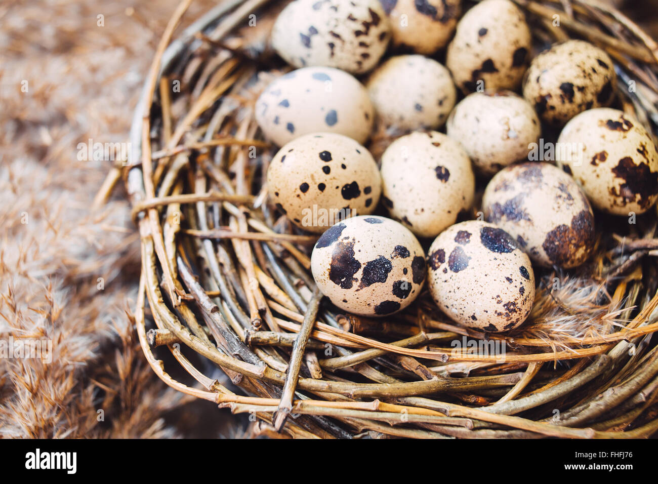 Nest with eggs of quails Stock Photo - Alamy