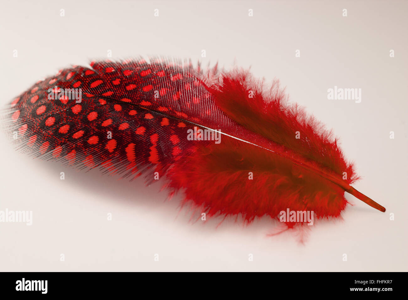 Red feather plumage hi-res stock photography and images - Alamy